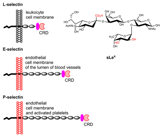 Molecules | Free Full-Text | MRI Contrast Agents in Glycobiology
