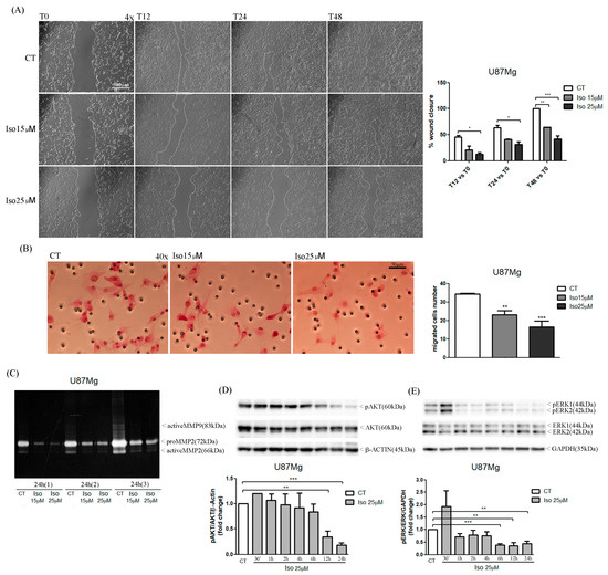 Isoginkgetin—A Natural Compound to Control U87MG Glioblastoma Cell ...