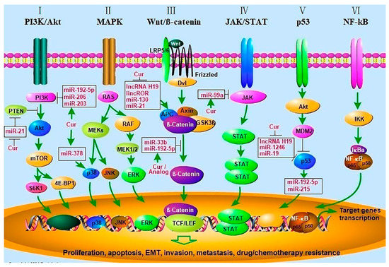 Natural Products as Anticancer Agents: Current Status and Future ...