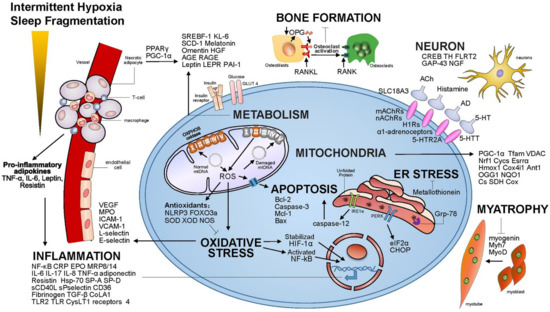 Advances in Molecular Pathology of Obstructive Sleep Apnea