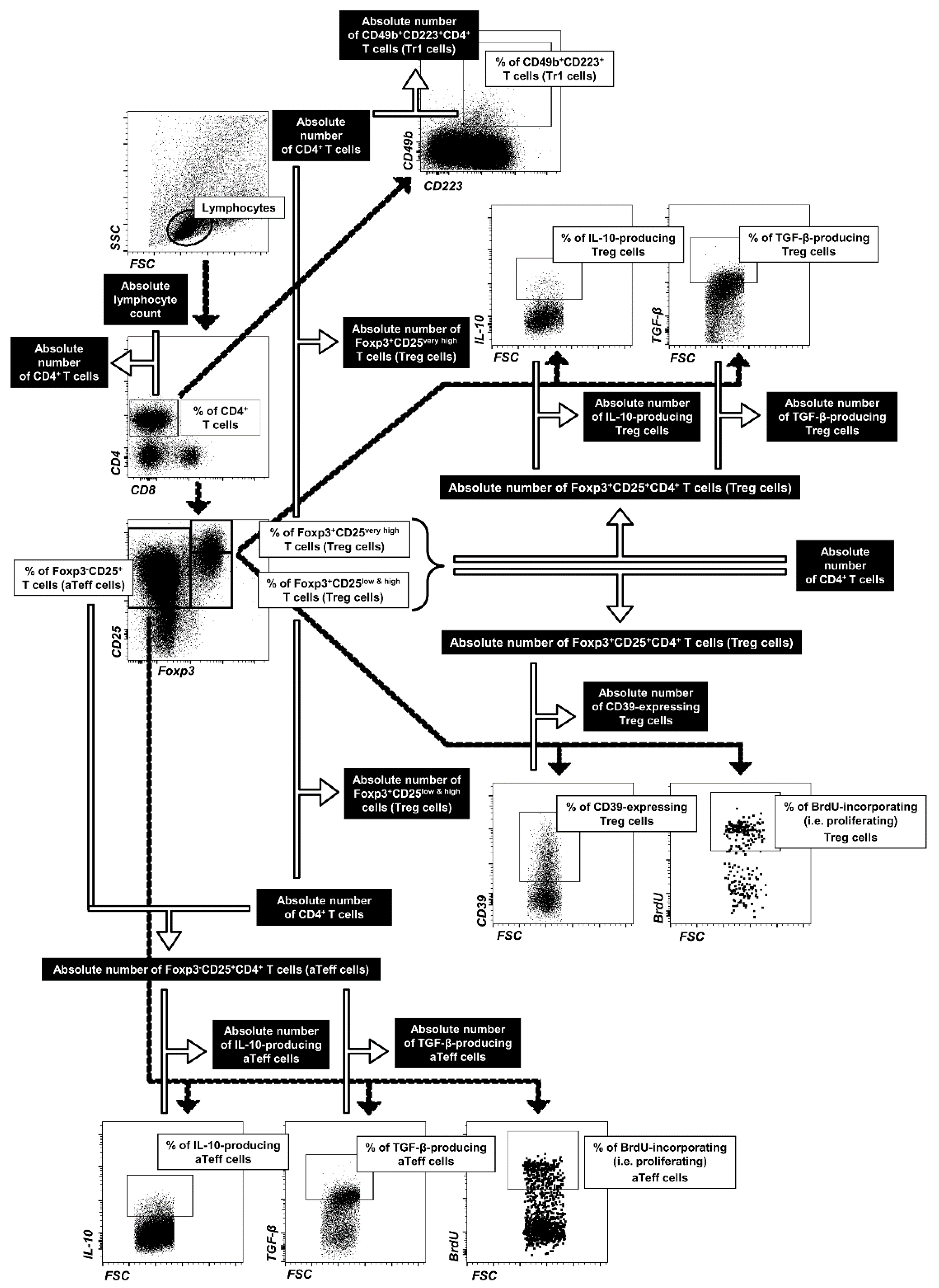Molecules | Free Full-Text | Effect of IL-27, Teriflunomide and ... Molecules | Free Full-Text | Effect of IL-27, Teriflunomide and ...