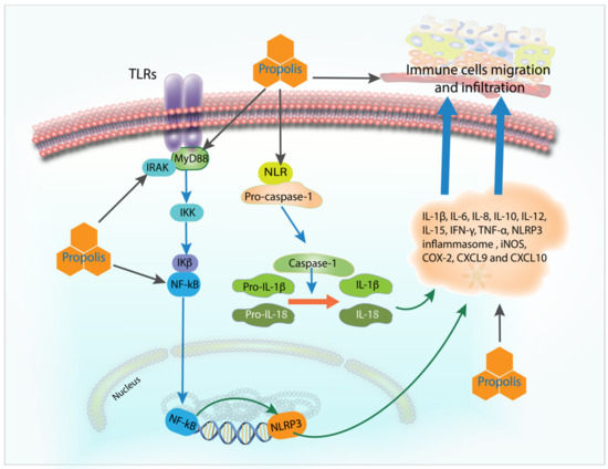 Recent Update on the Anti-Inflammatory Activities of Propolis