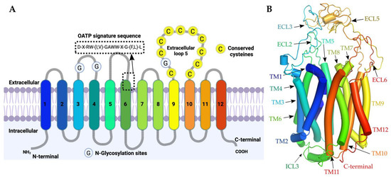 Comparative Modelling of Organic Anion Transporting Polypeptides ...