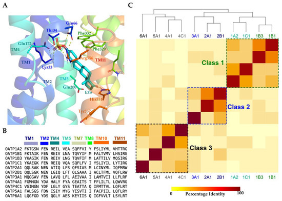 Comparative Modelling of Organic Anion Transporting Polypeptides ...