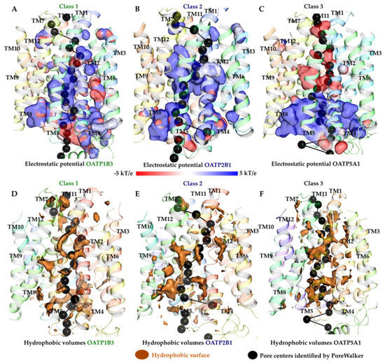 Comparative Modelling of Organic Anion Transporting Polypeptides ...