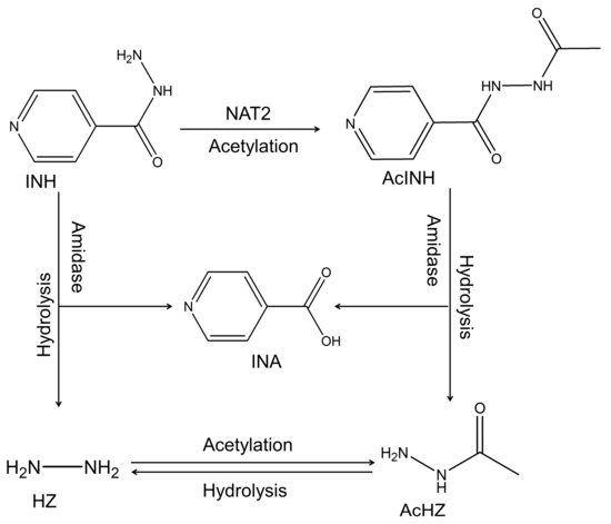 Quantitative Analysis of Isoniazid and Its Four Primary Metabolites in ...