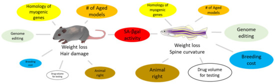 Zebrafish Models for Skeletal Muscle Senescence: Lessons from Cell ...