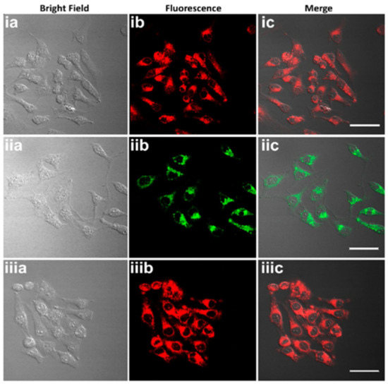 Recent Advances in Excimer-Based Fluorescence Probes for Biological ...