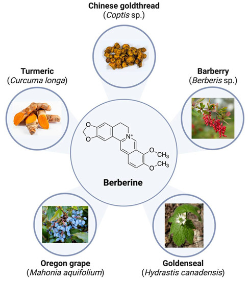 Effects of Berberine against Pancreatitis and Pancreatic Cancer
