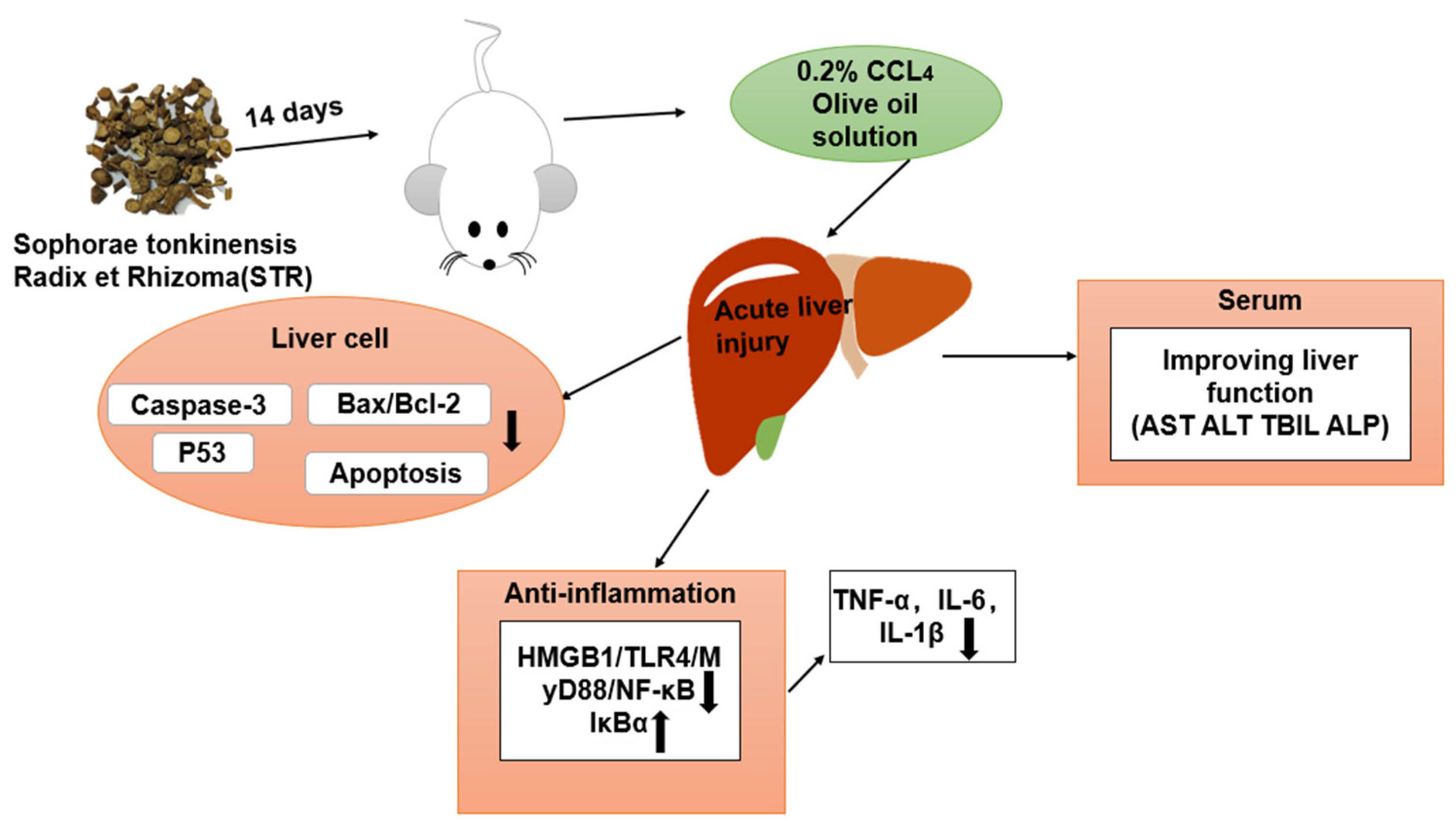 Protective Effects of Sophorae tonkinensis Gagnep. (Fabaceae) Radix et ...