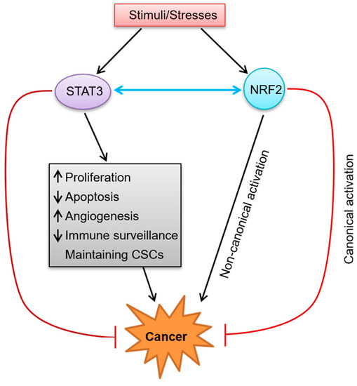 Molecules Free Full Text Role Of Stat3 And Nrf2 In Tumors