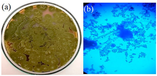 Cytotoxic Potential of Bioactive Compounds from Aspergillus flavus, an ...
