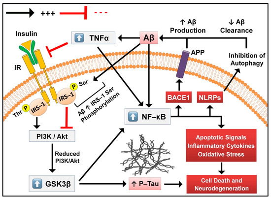 Molecules | Free Full-Text | BACE1 Inhibitors for Alzheimer’s Disease ...