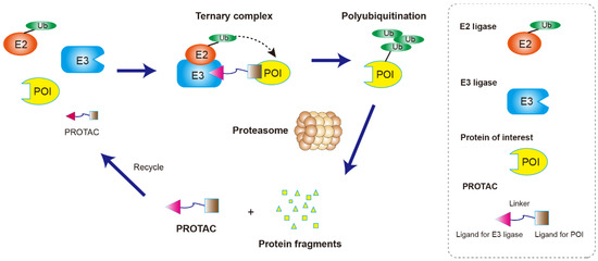 Proteolysis-Targeting Chimeras (PROTACs) in Cancer Therapy: Present and ...