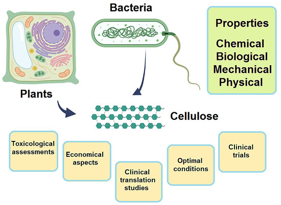Cellulose-Based Composites as Scaffolds for Tissue Engineering: Recent ...