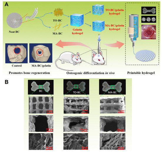 Cellulose-Based Composites as Scaffolds for Tissue Engineering: Recent ...