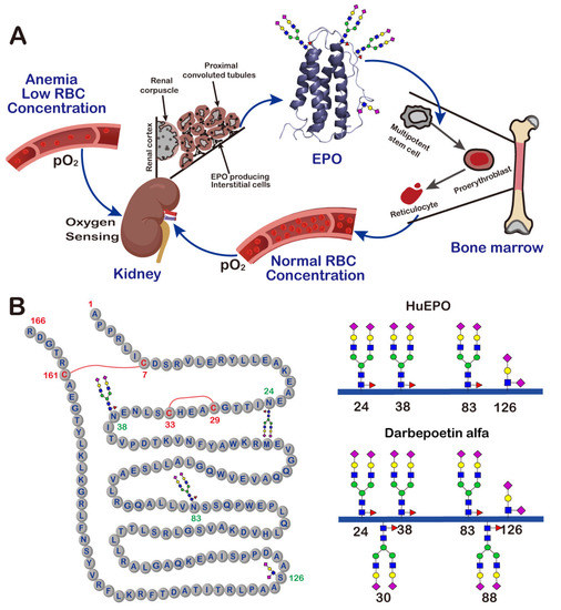 Impact of N-Linked Glycosylation on Therapeutic Proteins