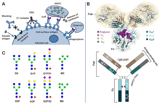 Impact of N-Linked Glycosylation on Therapeutic Proteins