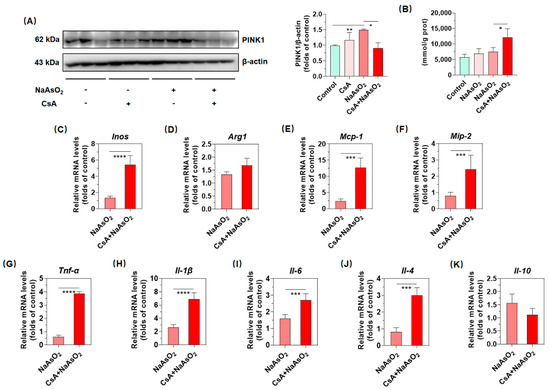 PINK1/Parkin-Mediated Mitophagy Partially Protects against Inorganic ...