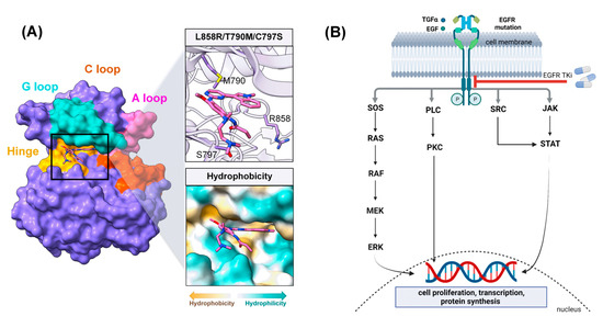Quinoxalinones as A Novel Inhibitor Scaffold for EGFR (L858R/T790M/C797S) Tyrosine Kinase ...