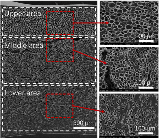 Supercritical Fluid Microcellular Foaming of High-Hardness TPU via a ...