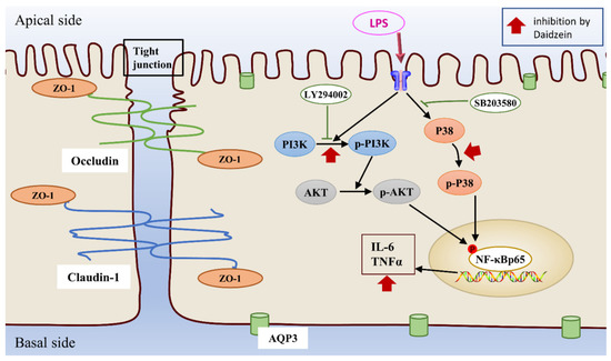 Molecules | Free Full-Text | Daidzein Protects Caco-2 Cells against ...