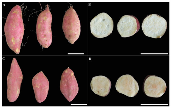 Comparative Metabolomic and Transcriptomic Analyses of Phytochemicals in Two Elite Sweet Potato ...