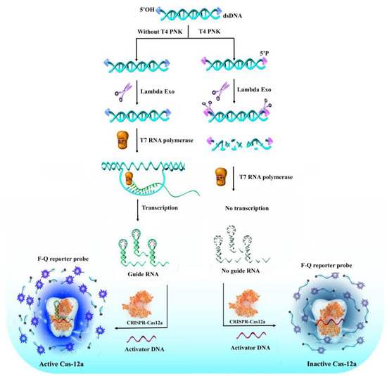 Self-Supplying Guide RNA-Mediated CRISPR/Cas12a Fluorescence System for ...