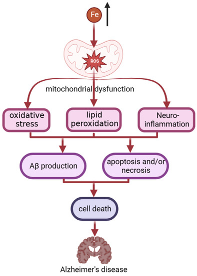 Mitochondrial Iron Metabolism: The Crucial Actors in Diseases