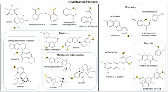 Functional Diversification and Structural Origins of Plant Natural ...