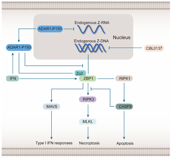 ZBP1-Mediated Necroptosis: Mechanisms and Therapeutic Implications