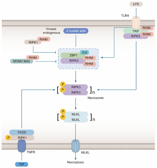 ZBP1-Mediated Necroptosis: Mechanisms and Therapeutic Implications