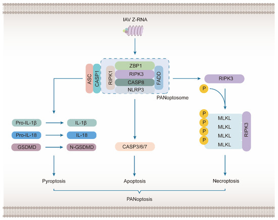 ZBP1-Mediated Necroptosis: Mechanisms and Therapeutic Implications