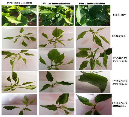 Controlling Pepper Mild Mottle Virus (PMMoV) Infection in Pepper ...