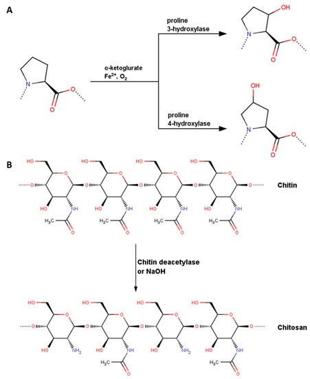 Collagen Type II—Chitosan Interactions as Dependent on Hydroxylation ...