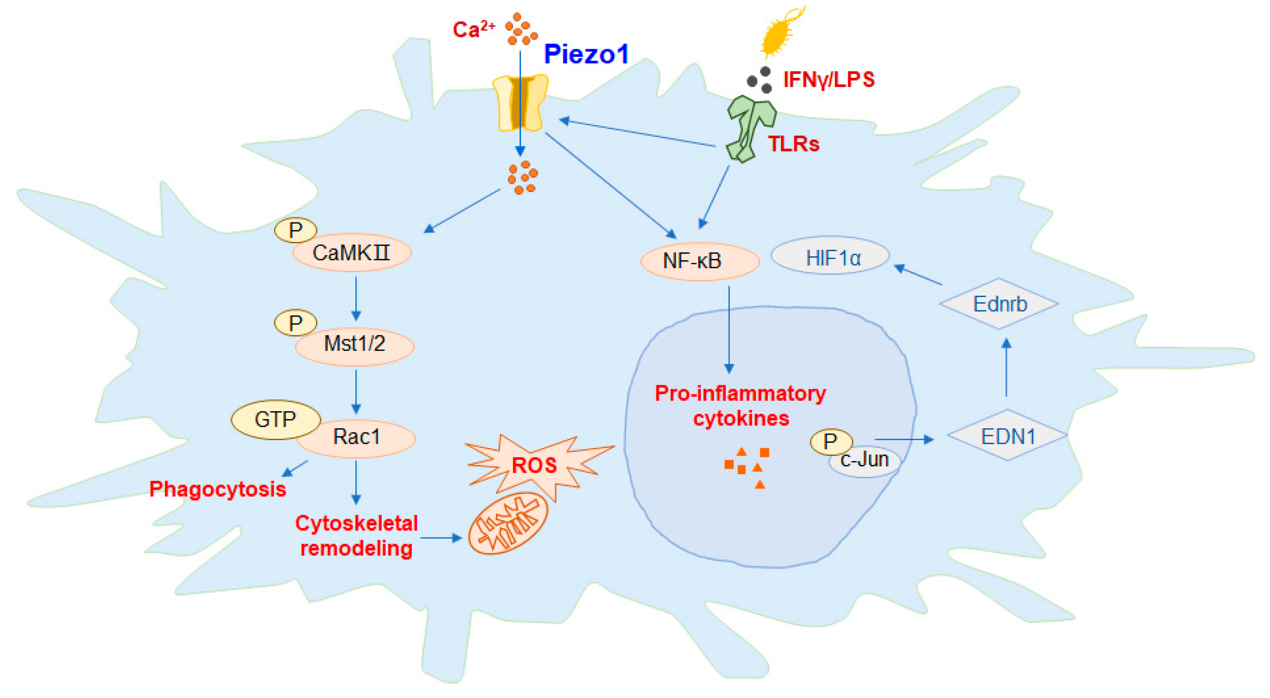 Molecules | Free Full-Text | Immunoregulatory Role of the Mechanosensitive Ion Channel Piezo1 in ...