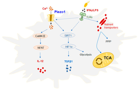 Molecules | Free Full-Text | Immunoregulatory Role of the Mechanosensitive Ion Channel Piezo1 in ...