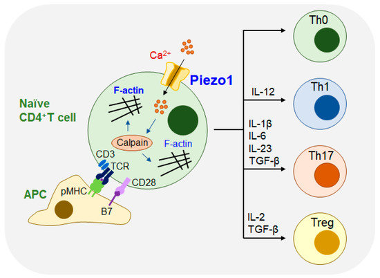 Molecules | Free Full-Text | Immunoregulatory Role of the Mechanosensitive Ion Channel Piezo1 in ...