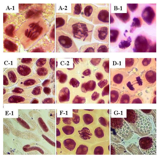 Molecules | Free Full-Text | Evaluation of Genotoxicity and Toxicity of ...