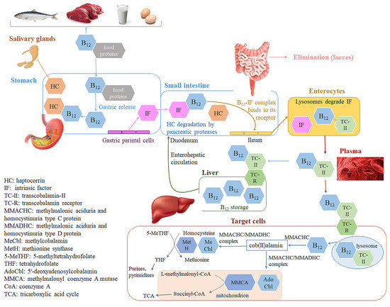 Molecules | Free Full-Text | Vitamin B12 in Foods, Food Supplements ...