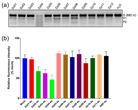 8–17 DNAzyme Silencing Gene Expression in Cells via Cleavage and Antisense