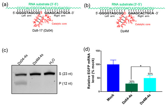 8–17 DNAzyme Silencing Gene Expression in Cells via Cleavage and Antisense