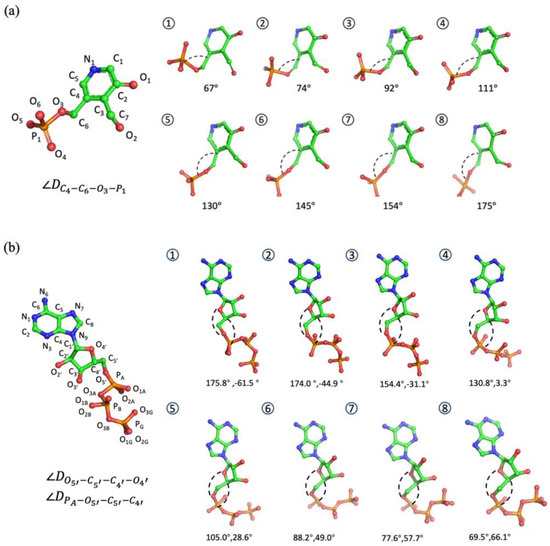 3d Conformational Generative Models For Biological Structures Using Graph Information Embedded