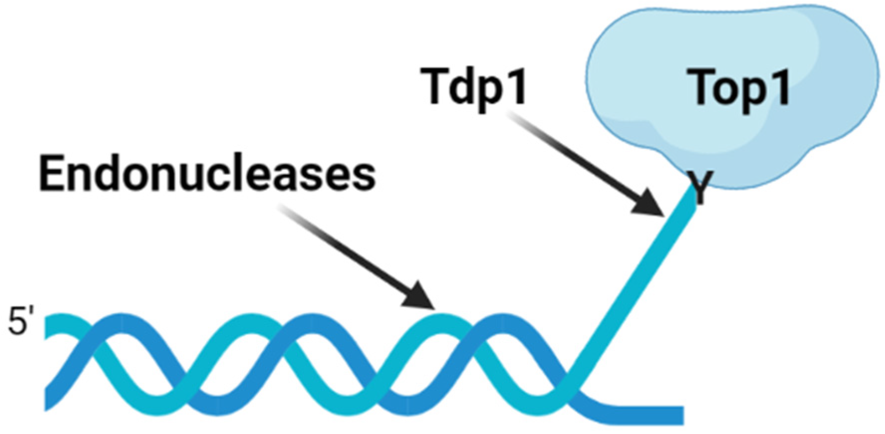 The Lipophilic Purine Nucleoside—Tdp1 Inhibitor—Enhances DNA Damage Induced by Topotecan In ...