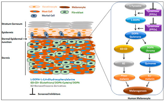 Tyrosinase Inhibitors Naturally Present in Plants and Synthetic ...