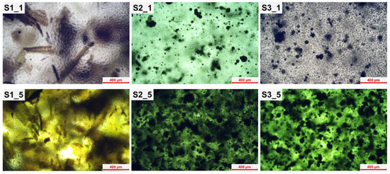 Sustainable Strategy for Algae Biomass Waste Management via Development ...