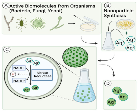 Plant and Microbial Approaches as Green Methods for the Synthesis of Nanomaterials: Synthesis ...