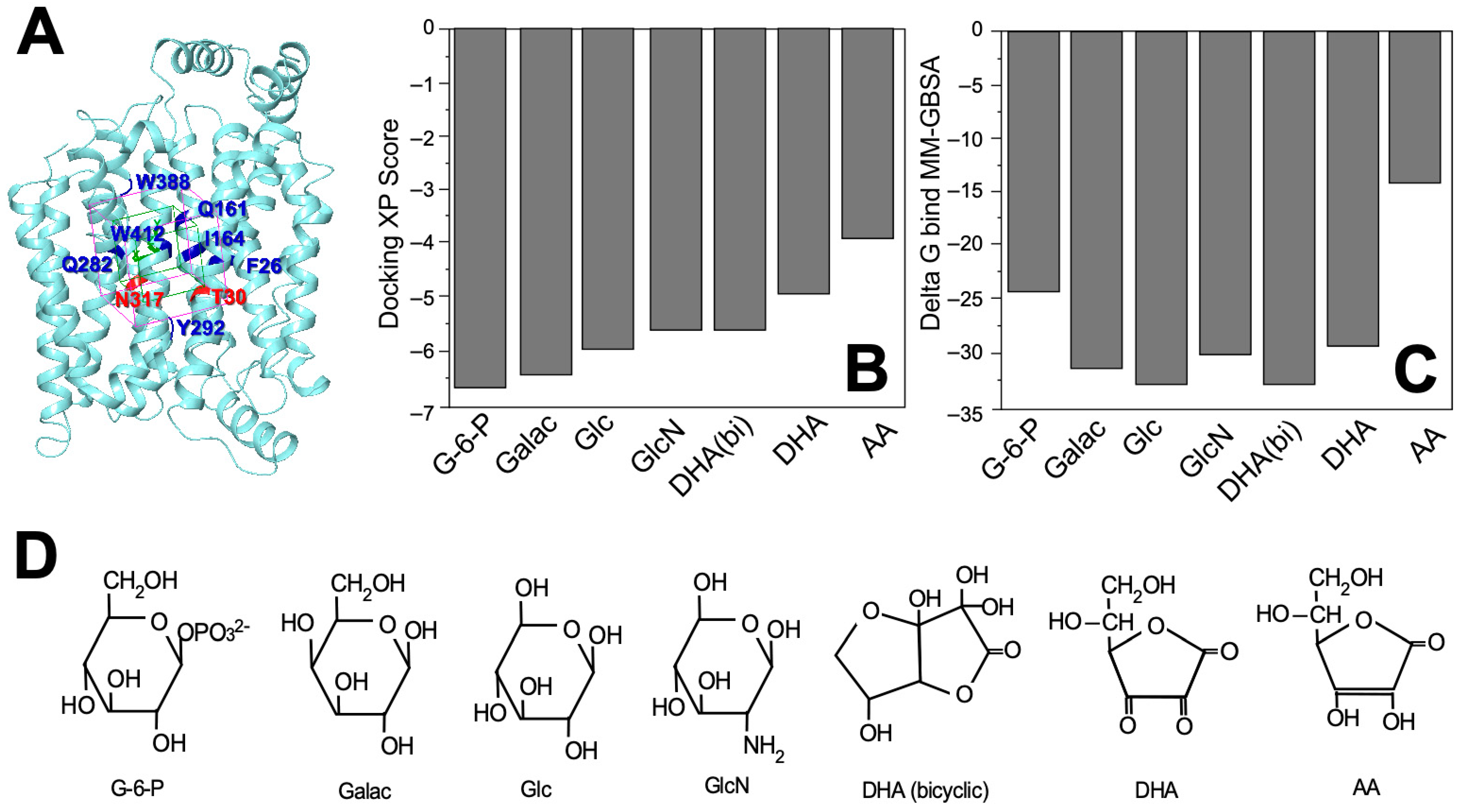 Identification of Structural Determinants of the Transport of the ...