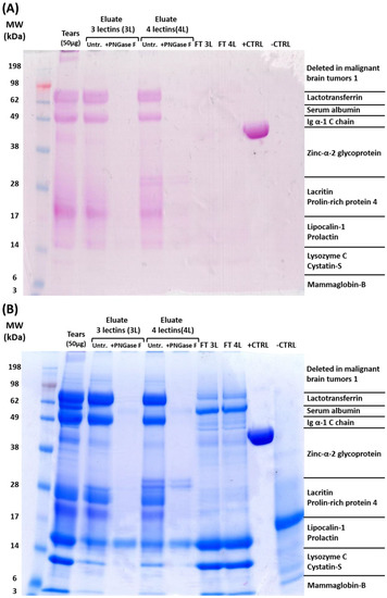 Lectin-Based Affinity Enrichment and Characterization of N ...