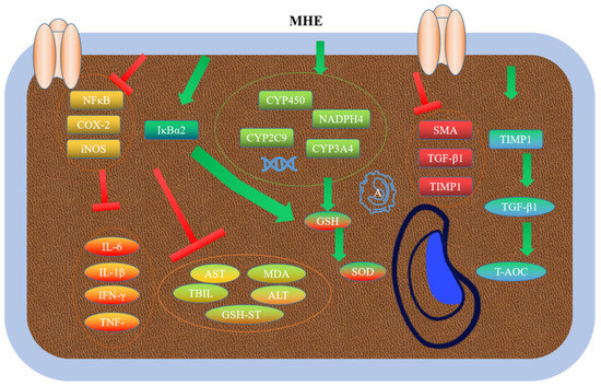Bioactive Substances and Biological Functions in Malus hupehensis: A Review